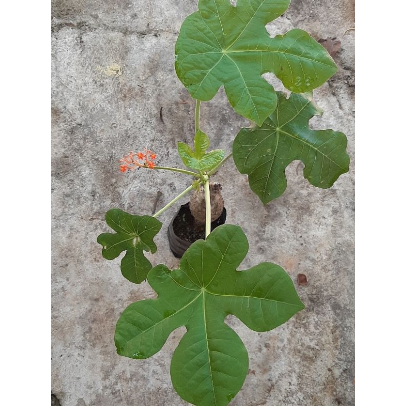 Anak Pokok DAUN JARAK BUNTING (Real Live Plant) - Dlm Polybag | Shopee ...