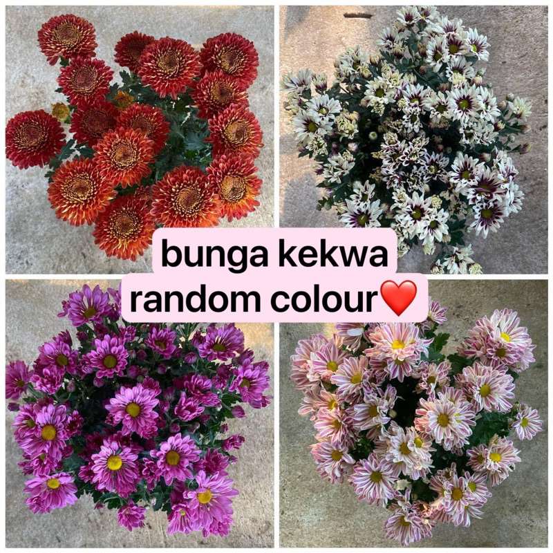 bunga kekwa (real live plant) | Shopee Malaysia