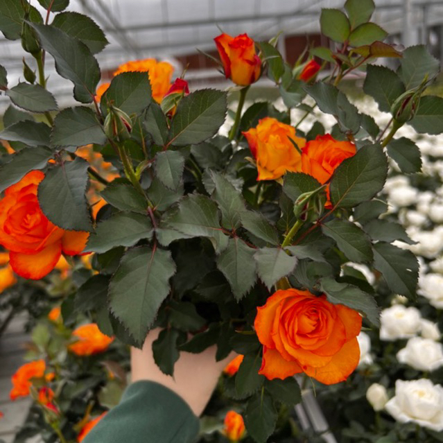 Plantsman | Bunga Ros / Pokok Bunga Ros Hidup / Danish Rose /Denmark ...