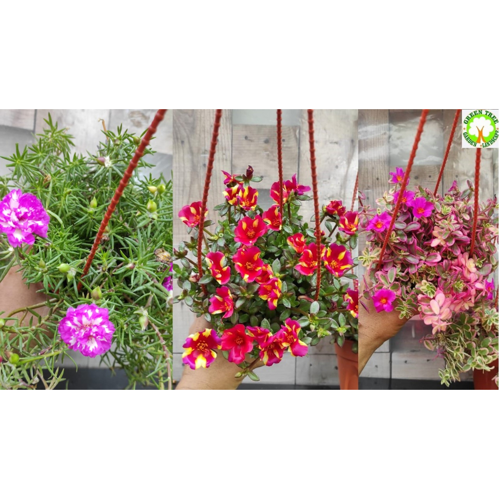 Hanging Plant - Portulaca Batik/Portulaca Layer Colour/Portulaca ...