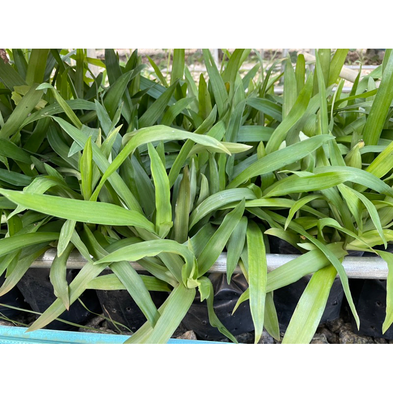 Rumput Siti Khadijah @ Rumput Beijing | Shopee Malaysia