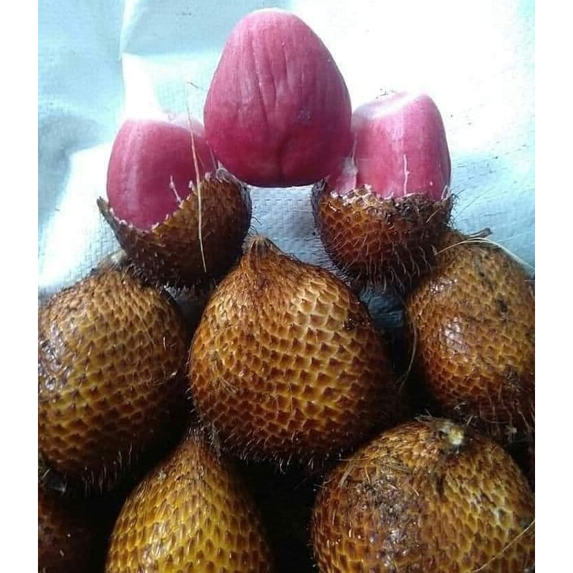 Anak Pokok Salak Merah/Salak Merah Sidempuan | Shopee Malaysia