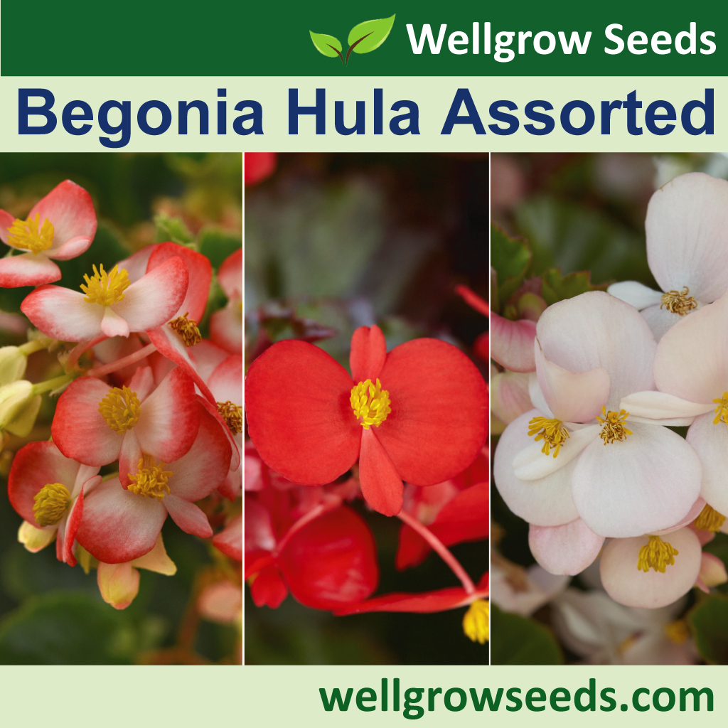 Begonia Hula Assorted (10sds) / Trailing / Biji Benih Bunga Flower ...