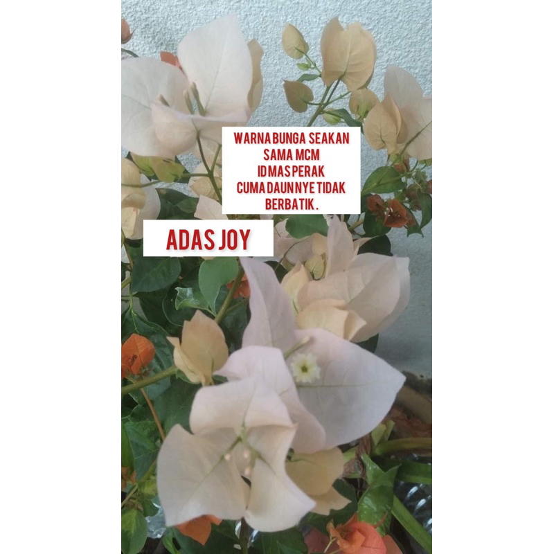Bunga Kertas Pelbagai Jenis ID RARE,Bougainvillea | Shopee Malaysia