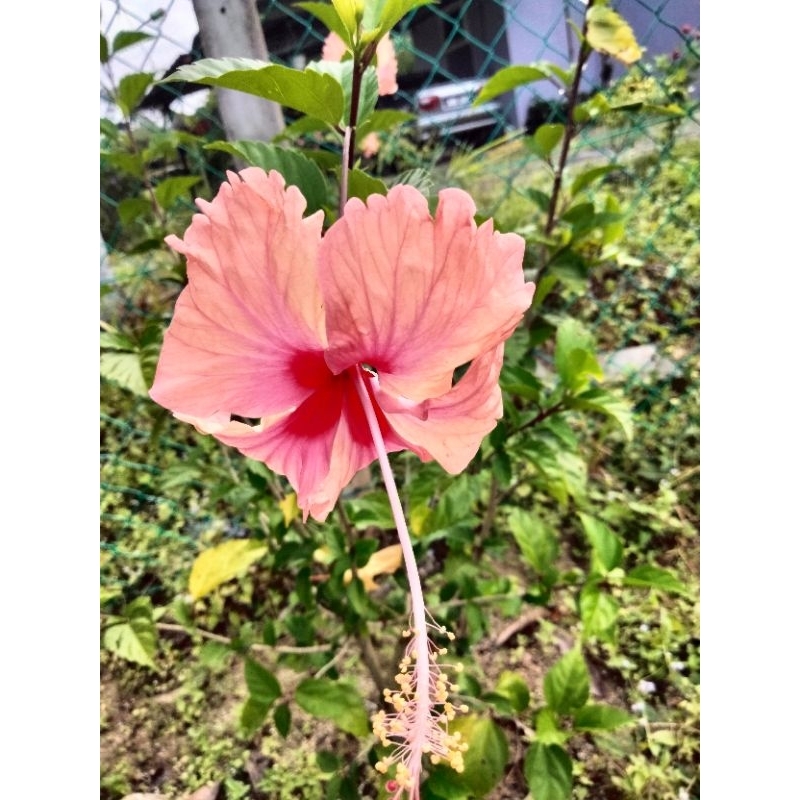 [Tiada COD / No COD]. 2 Keratan Batang, Anak Pokok Bunga Raya Bunga ...