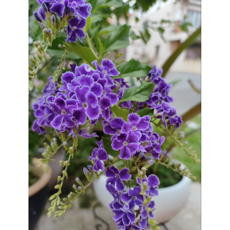 蕾丝金露花苗植物 Lace Golden Dewdrop Flower Seedlings Plants/ Anak pokok bunga ...