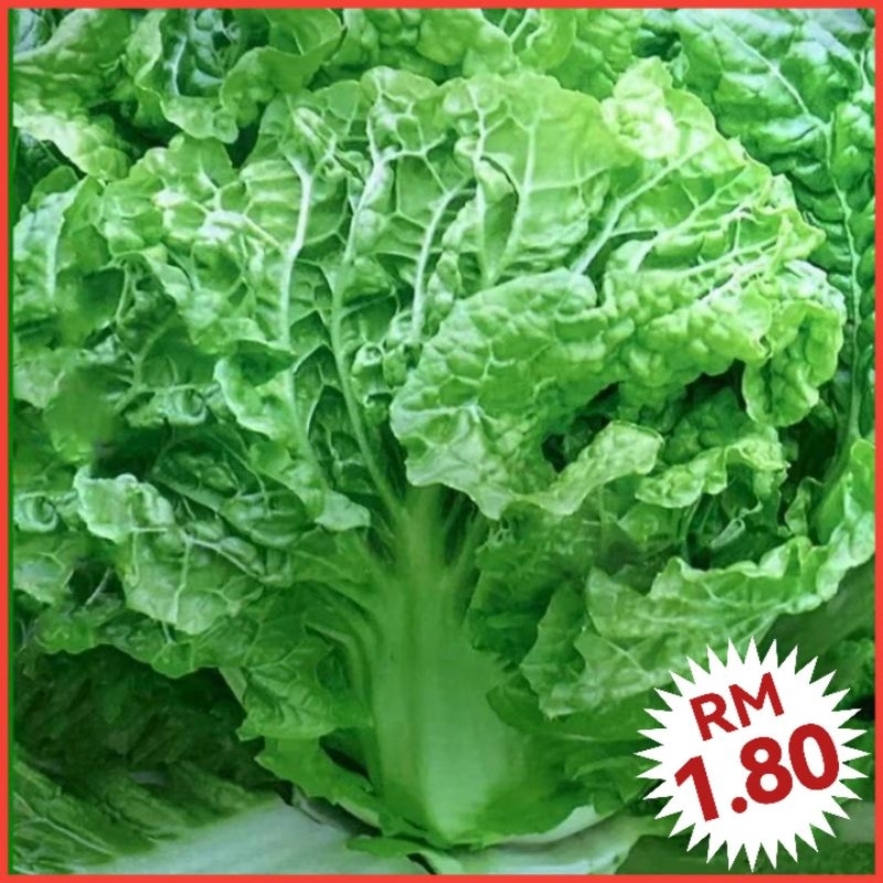 Premium Quality wrinkled Leaf Cabbage Seeds for Home Gardening | Benih ...