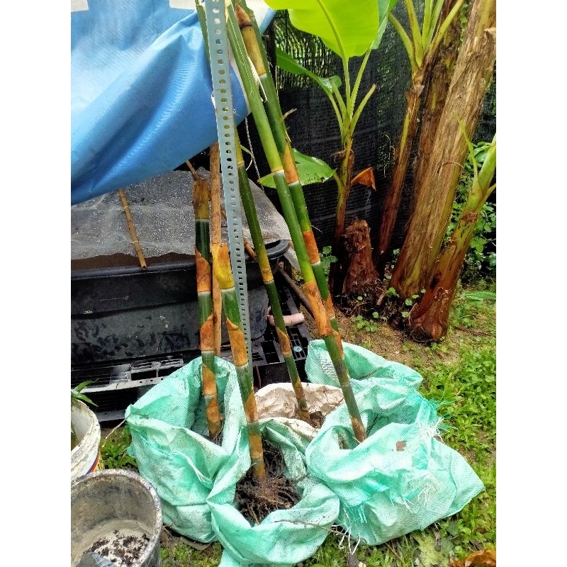 anak pokok buluh lemang | Shopee Malaysia
