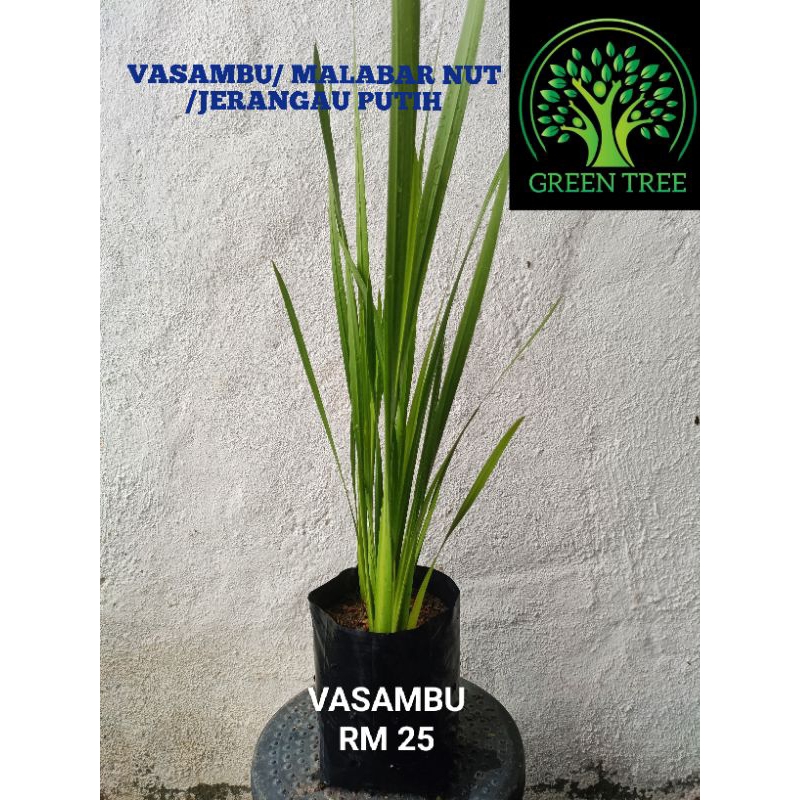 Pokok Jerangau putih / Vasambu / Malabar Nut | Shopee Malaysia