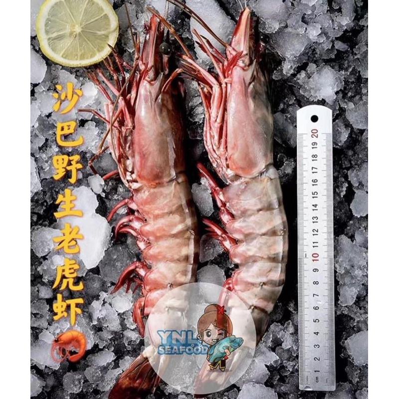 Grade A🌟【虾中之王】🌟XXL wild sabah tiger prawn /沙巴野生大老虎虾 XXL (750g 4-5pcs ...