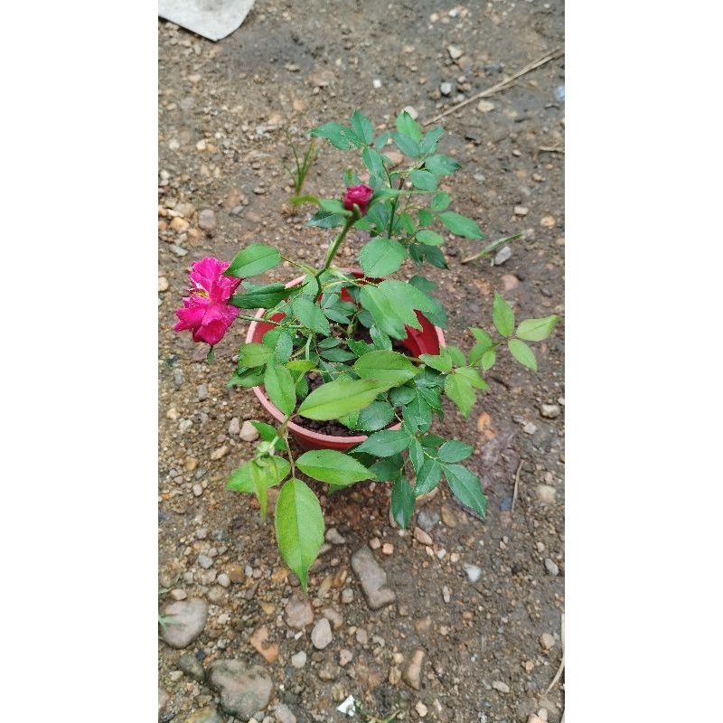 BUNGA ROS LIVE PLANT POKOK HIDUP ROSE MAWAR HIDUP ROS TAHAN LASAK ROS TAHAN PANAS | Shopee Malaysia