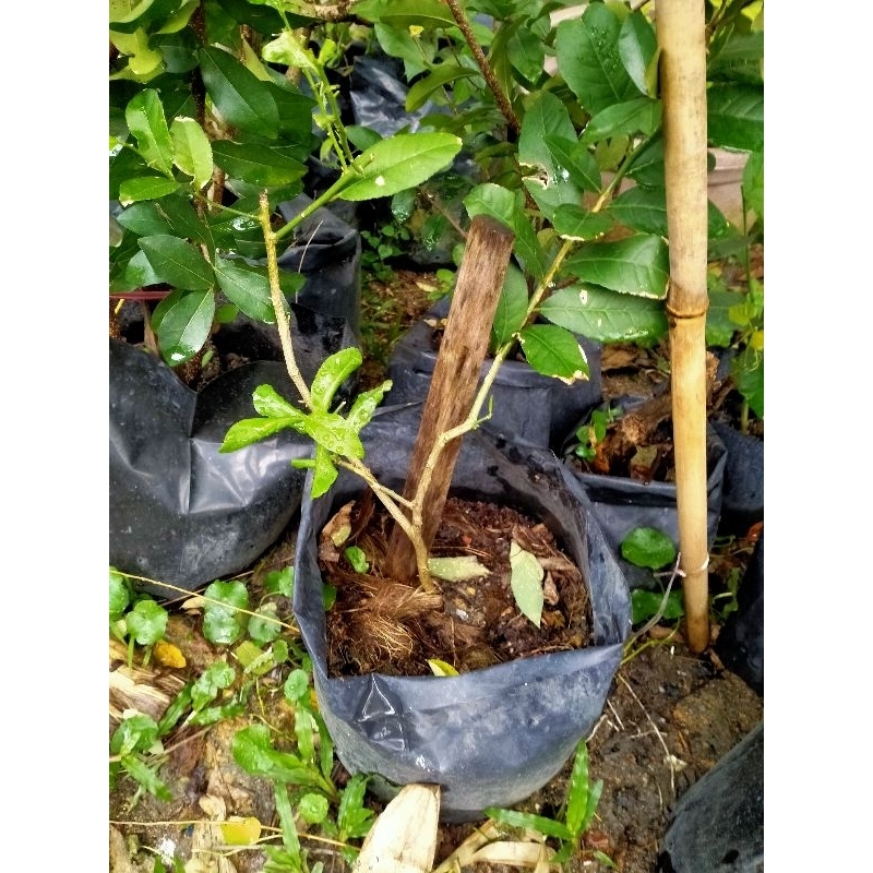 anak pokok lemon kuning | Shopee Malaysia