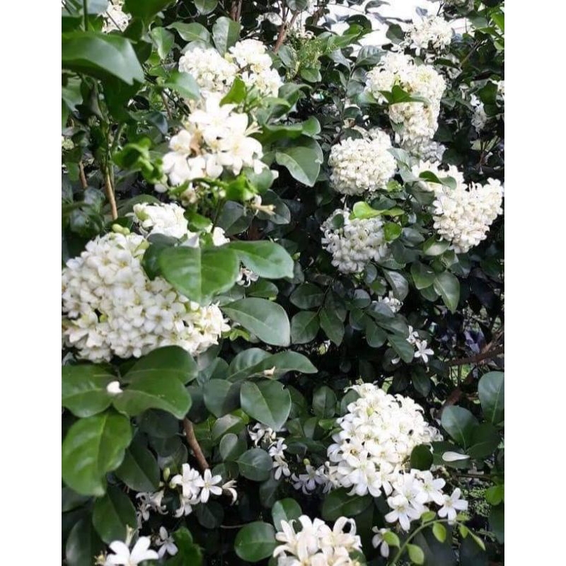 Pokok Bunga Kemuning Kampung / Kemuning Pagar | Shopee Malaysia