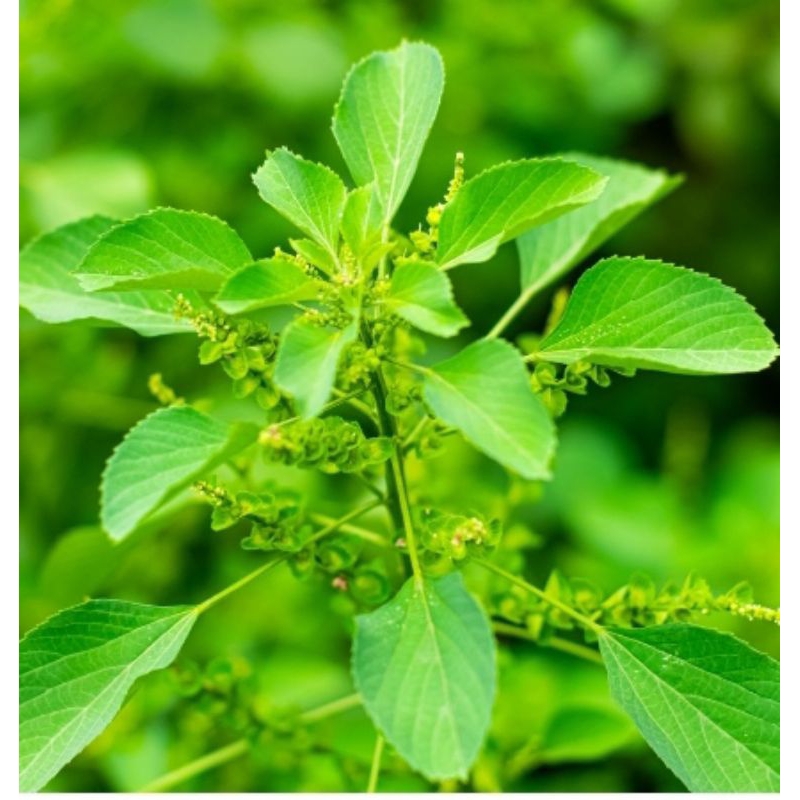 Acalypha indica seeds 30 pcs铁苋菜种子Biji benih Kucing galak/Bayam kucing ...