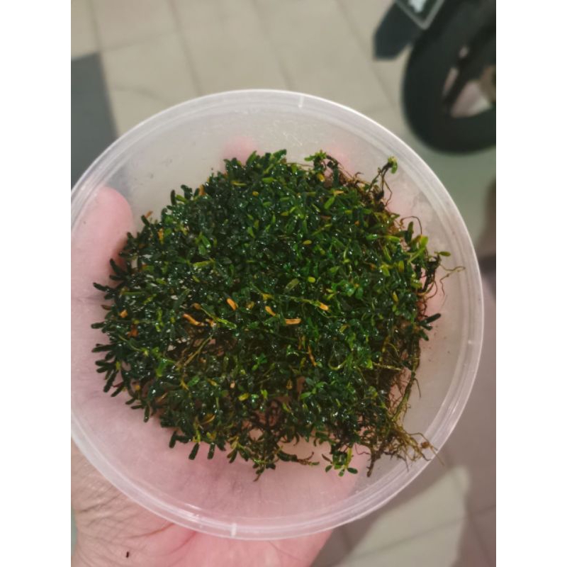 Bucephalandra super mini micro | Shopee Malaysia