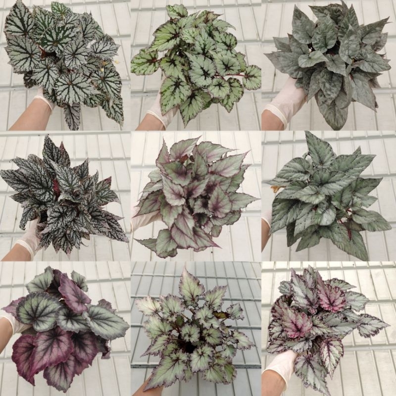 NMS /Begonia Rex/Asam Batu/Begonia Plant 秋海棠 [Looking Glass, Pink ...