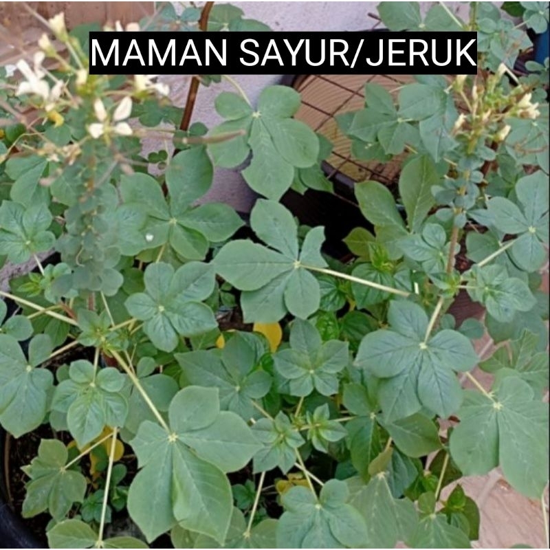 BENIH SAYUR MAMAN.MAMAN JERUK/RENDANG.(400 SEEDS) | Shopee Malaysia