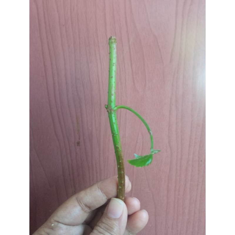 Pokok Ubat Gatal-gatal; Mambu Ash | Shopee Malaysia