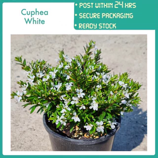 pokok bunga nursery, Online Shop | Shopee Malaysia