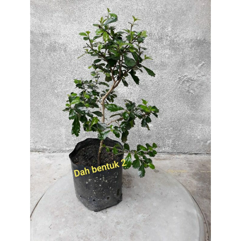 Anak Pokok BONSAI Kesina/Pokok Kesina/Pokok Bonsai Viral/Bonsai hiasan ...