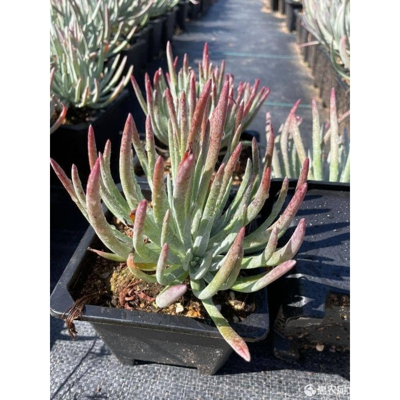 WAF rare succulent Dudleya Nubigena 爱社丽丝仙女杯 with 120mm pot direct from ...