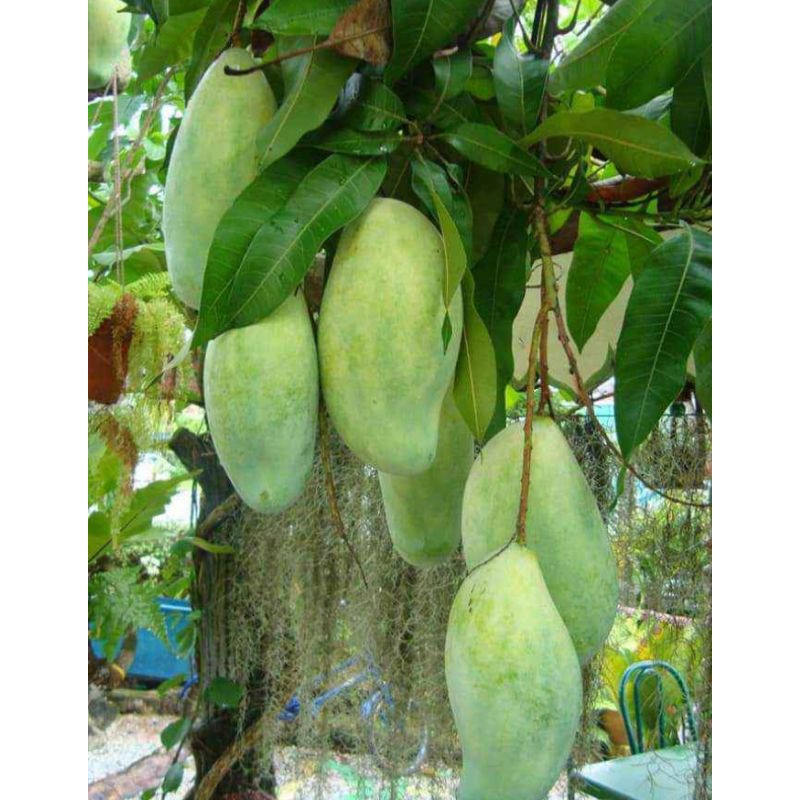 Pokok Mangga Taiwan Hybrid | Shopee Malaysia