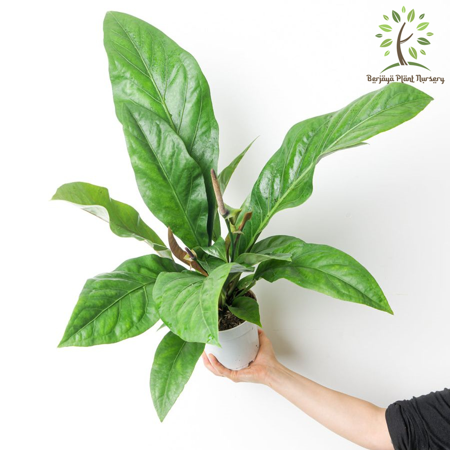 Berjaya Plant Nursery - Anthurium Hookeri/Jungle Bush/聚宝盆(Pokok Bunga ...