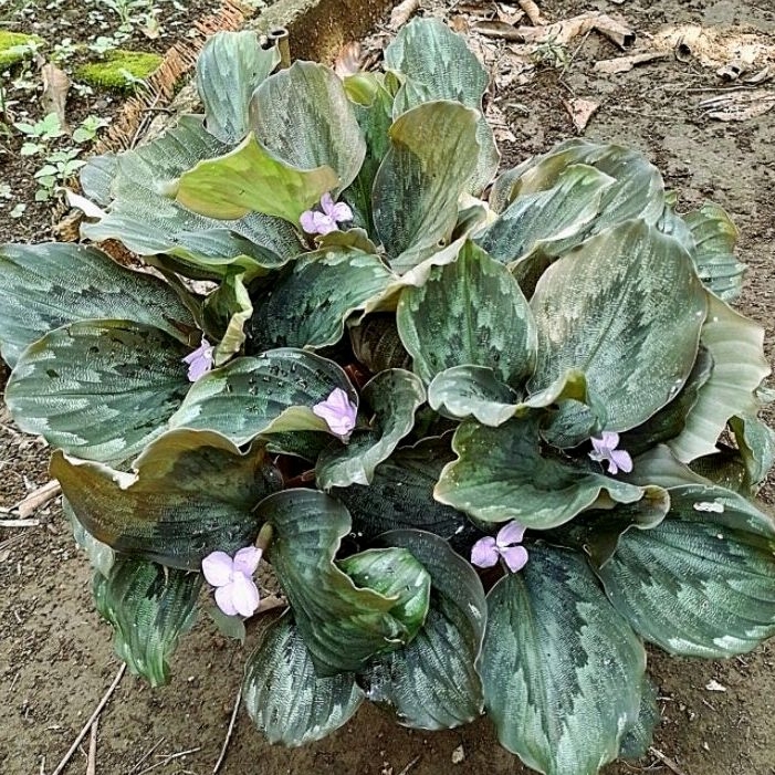 Peacock Ginger (Kaempferia pulchra 'Alva') | Shopee Malaysia