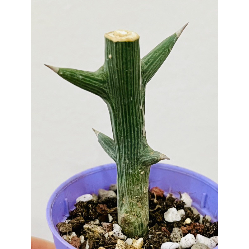 Adenia Globosa(7cm cutting)球腺蔓扦插（7cm) | Shopee Malaysia