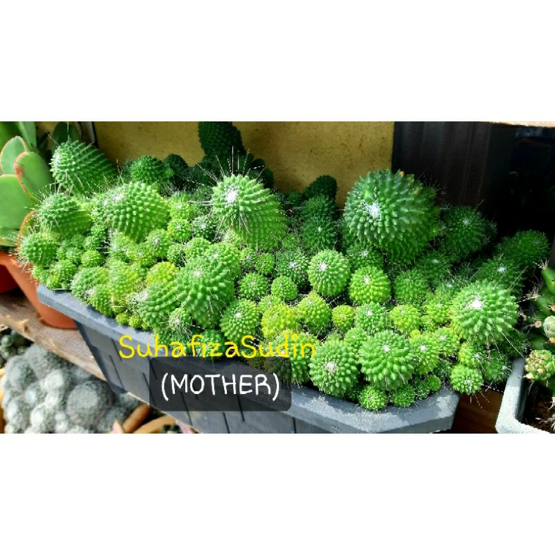 Cactus (Saiz Pot 8.5cm) | Shopee Malaysia