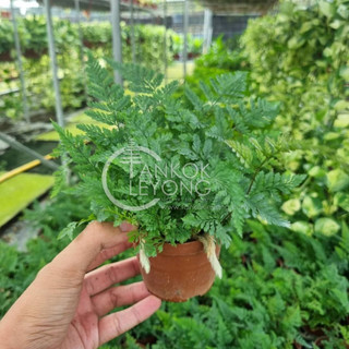 TKL - Davallia Bullata Squirrel's-Foot Fern/Rabbits Foot Fern Foxtail ...