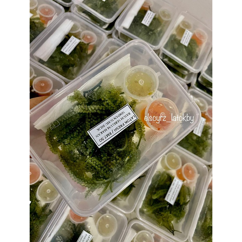 LATOK FRESH MURAH READY STOCK MALAYSIA SEDAP | Shopee Malaysia