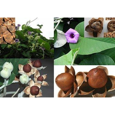 Hawaiian Baby Woodrose seed/root/powder vidhara beej (argyreial Nervosa ...
