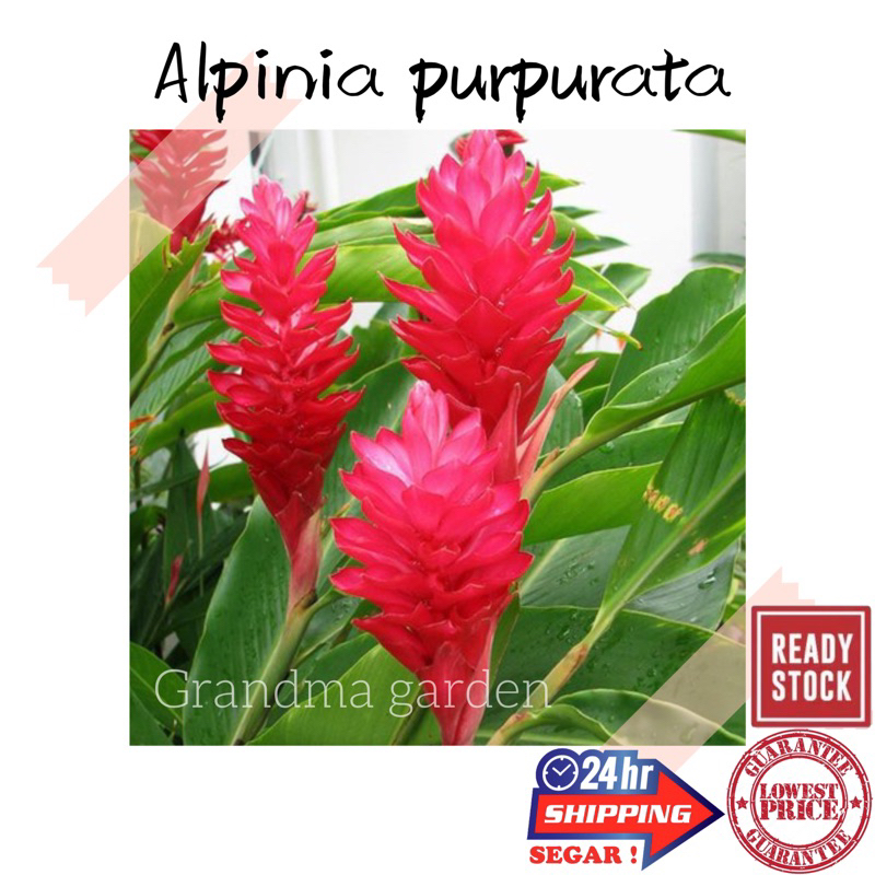 (GG real plant) alpinia purpurata pink red ^ ginger pokok halia merah ...