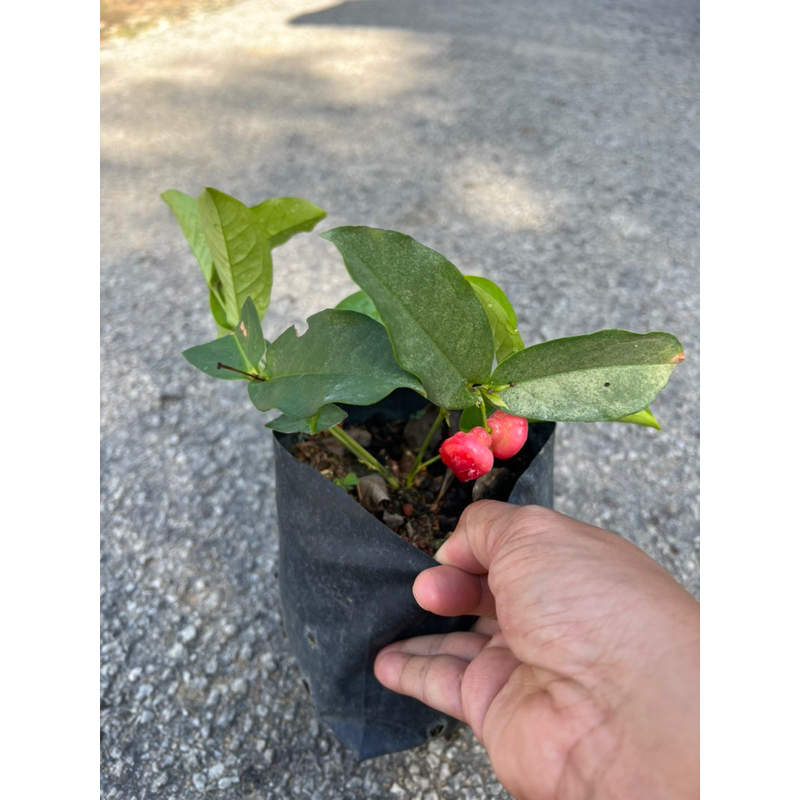 Jambu Bertih Merah Cepat Berbuah - Cepat Berbuah - Tanam dalam pasu ...