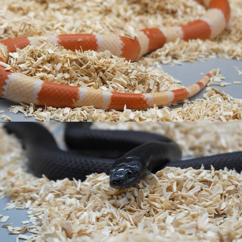 Reptile Natural Aspen Chipsi Bedding (1KG ）白杨木垫材 Snake reptile exotic ...