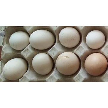 Telur Ayam Sebright Bantam Berbenih Untuk Menetas ( 3 Biji / 5 Biji ...