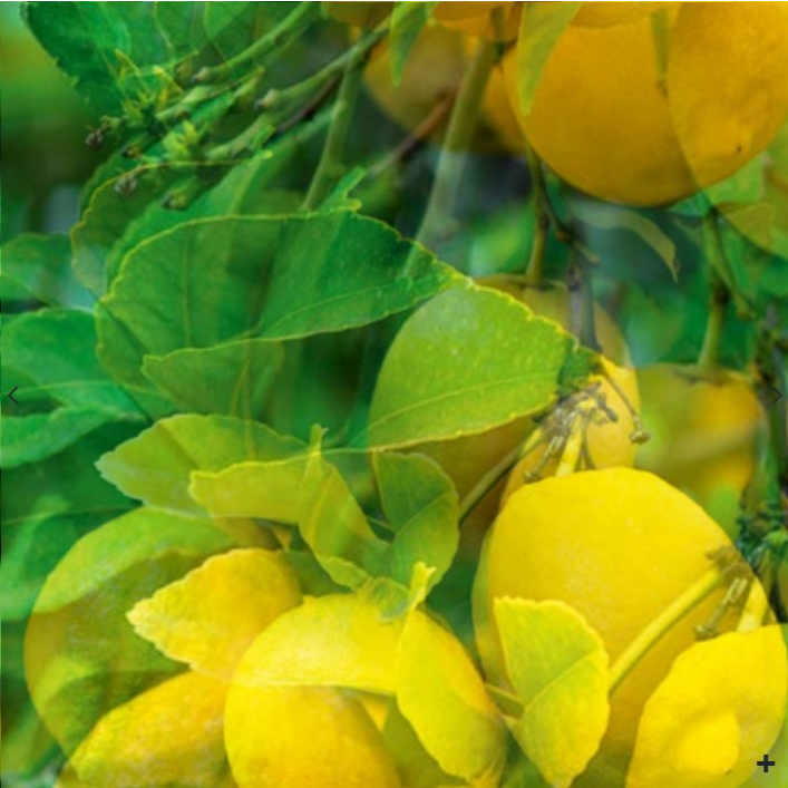 Pokok Lemon Australia // CLEAR STOCK!!! // 1 ORDER LIMIT HANYA 3 POKOK ...
