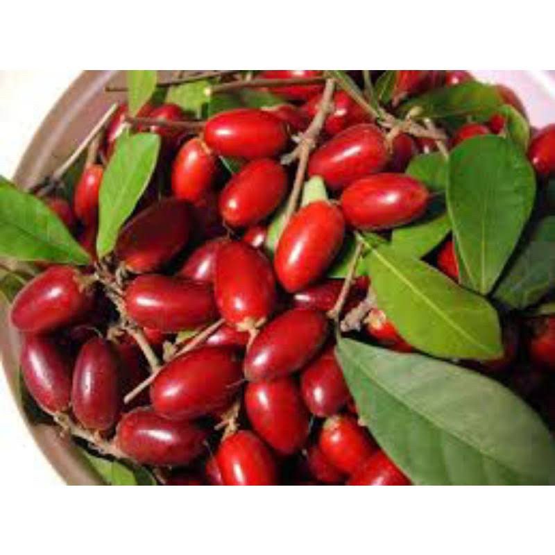 Pokok Buah Ajaib / Miracle Fruit Tree | Shopee Malaysia