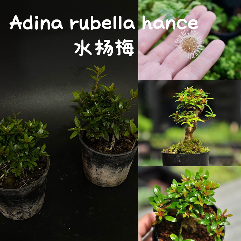 Adina rubella hance 水杨梅 (盆栽/bonsai plant/live plant/outdoor plant ...