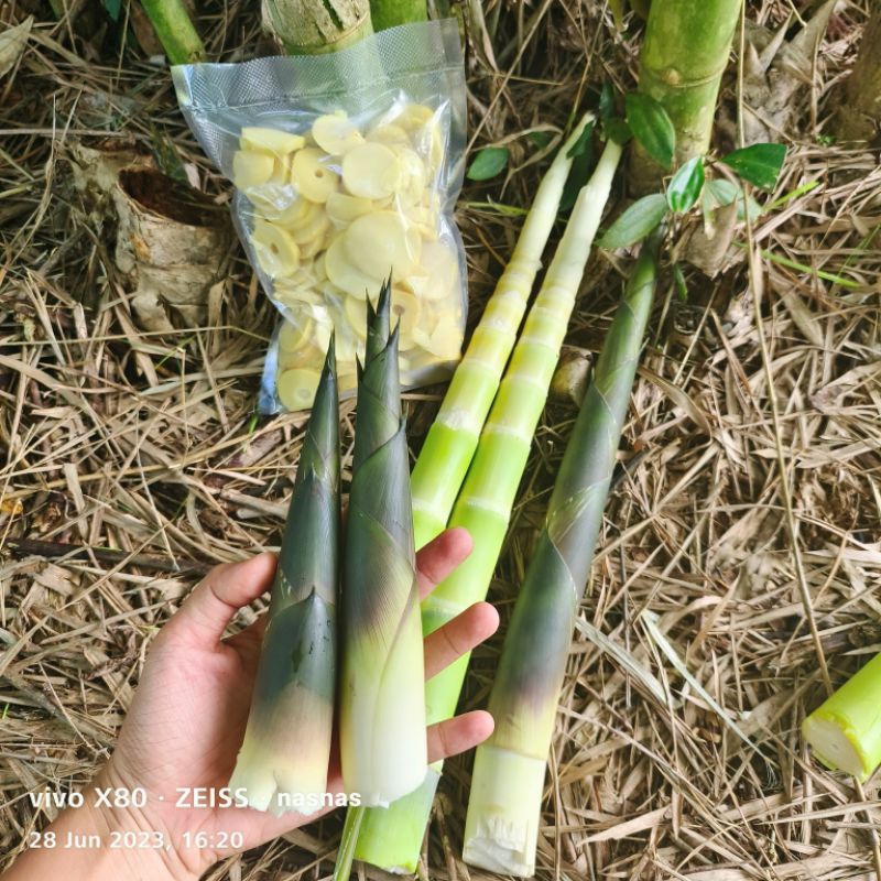 Rebung Buluh Madu 500gram Siap Rebus - Bamboo Shoot | Shopee Malaysia