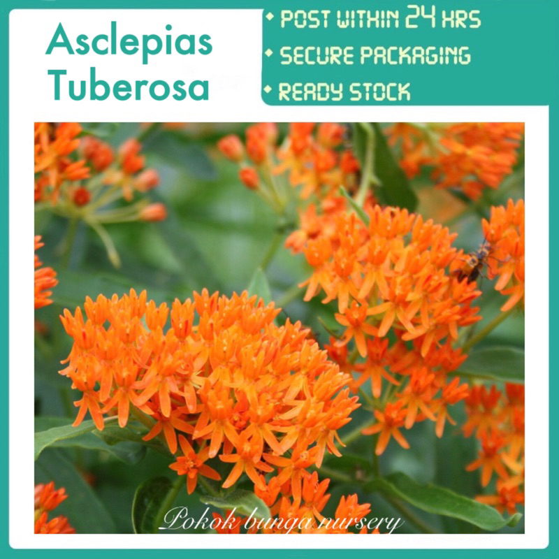 PBN - asclepias tuberosa - butterfly milkweed Pokok bunga nursery herbs ...