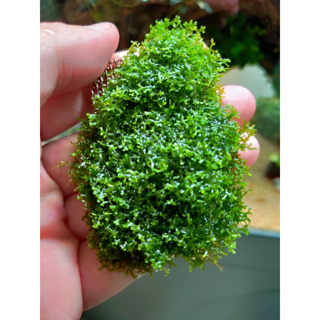 Aquatic Plants Mini Pelia Moss / Coral Moss | Shopee Malaysia