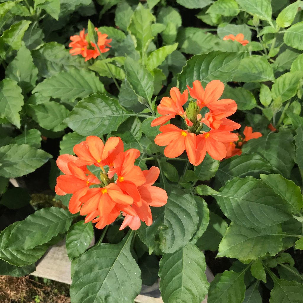 crossandra infundibuliformis pokok bunga hidup hiasan live outdoor ...