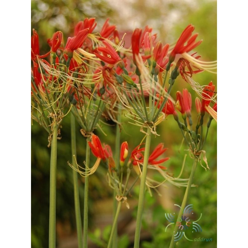 Pokok Bunga Bebawang Eucrosia Bicolor Peruvian Lily bulb | Shopee Malaysia