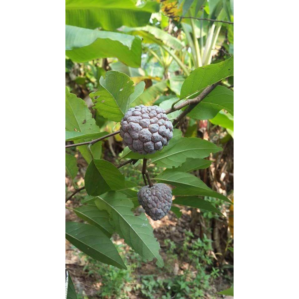Benih buah nona merah rare asli dari pokok induk | Shopee Malaysia