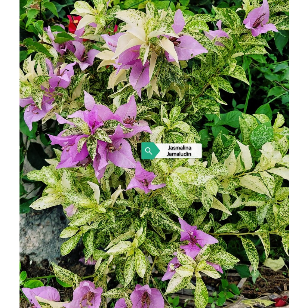 Bunga Kertas Bougainvillea Singapore Beauty | Shopee Malaysia