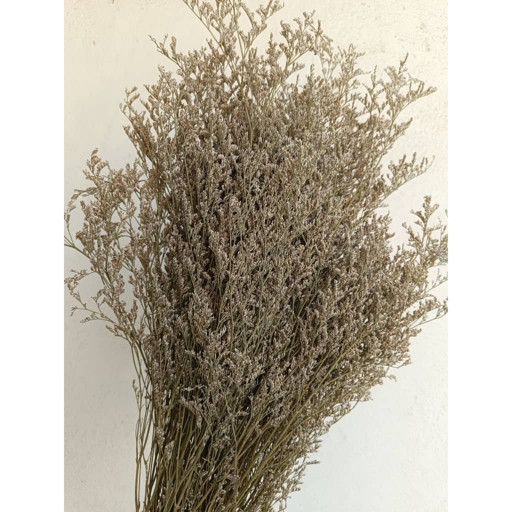 Premium Quality 20/50/100gram Caspia | Preserved Dried Flower | Bouquet ...