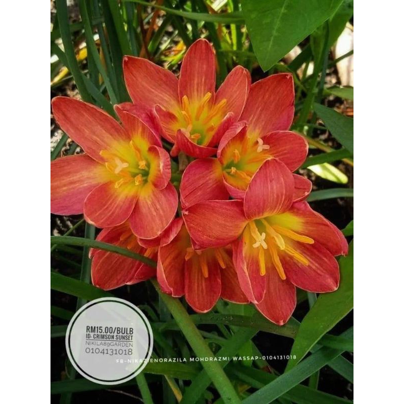 Rain lily kampung dan hybrid Thailand ( tahan panas)direct matahari | Shopee Malaysia