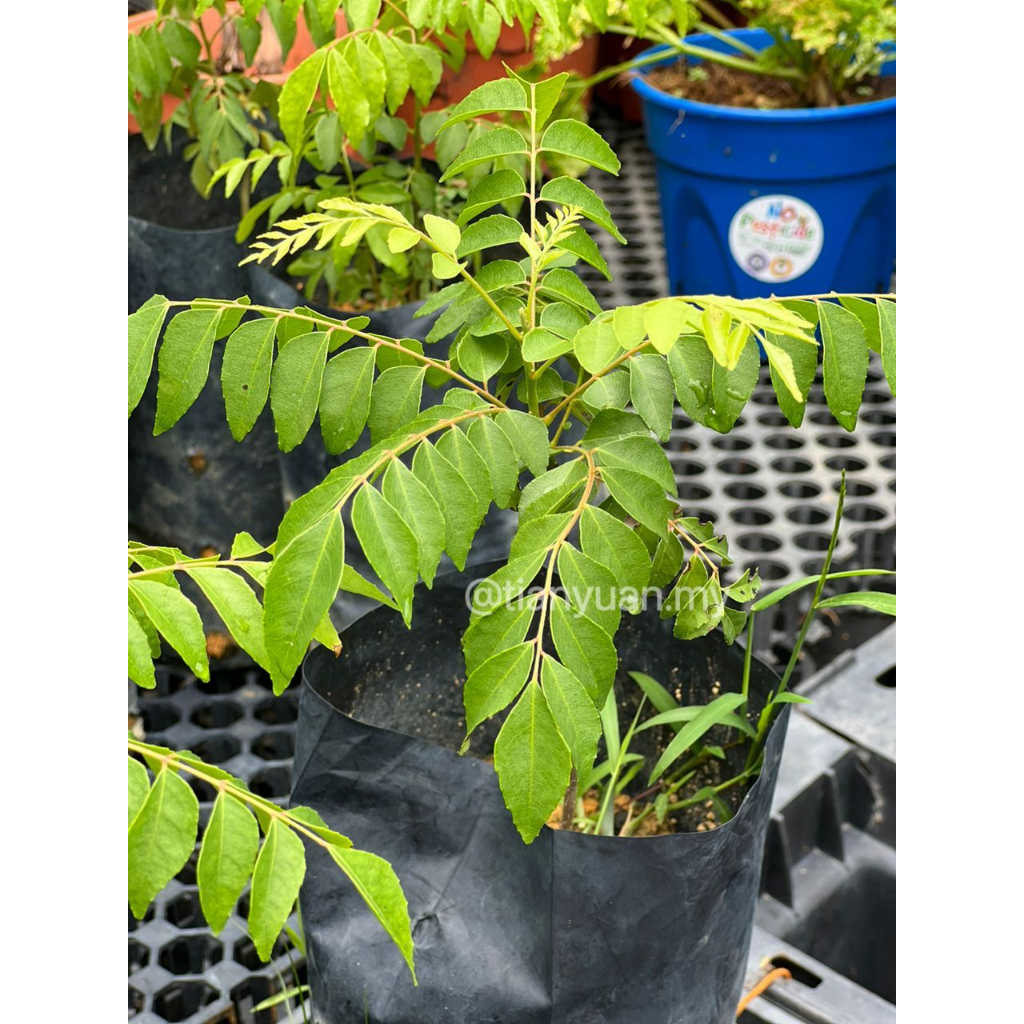Anak Pokok Daun Kari (Urat Merah)/ Anak Pokok Daun Kari（biasa） /Curry ...